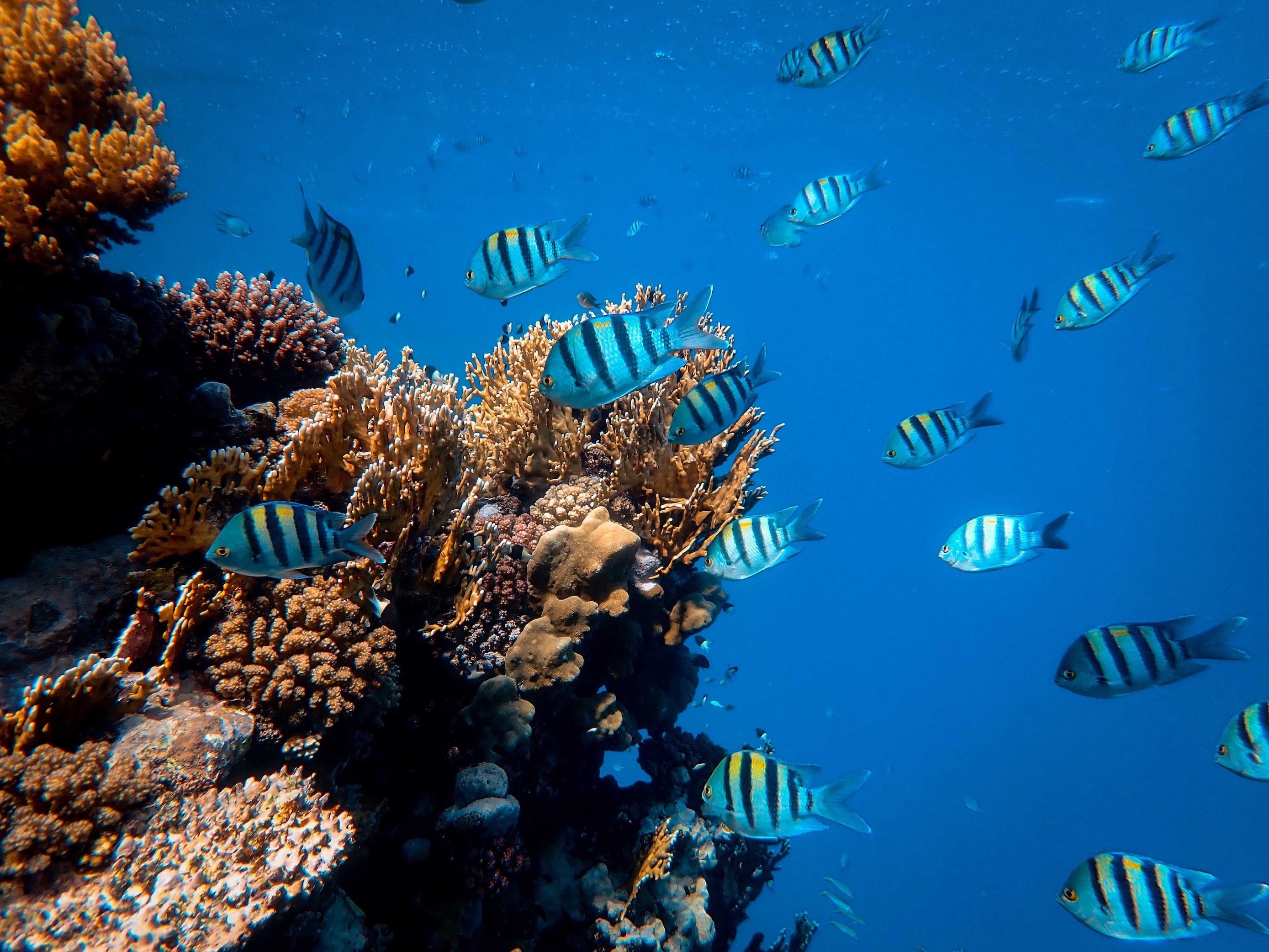 Small, fast-growing reef fishes evolved in a warming ocean - JCU Australia