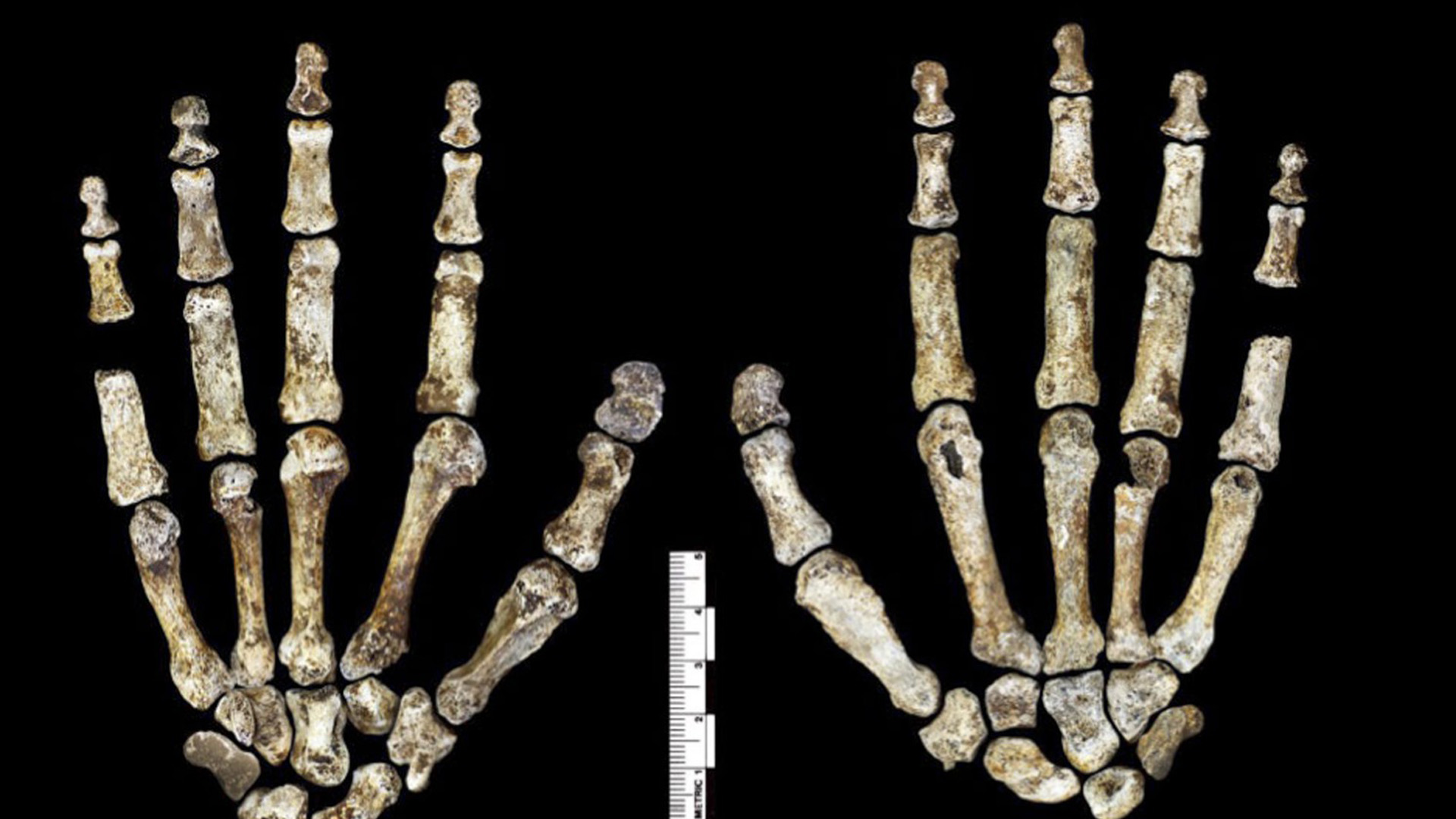 Hello, hominid! - JCU Australia