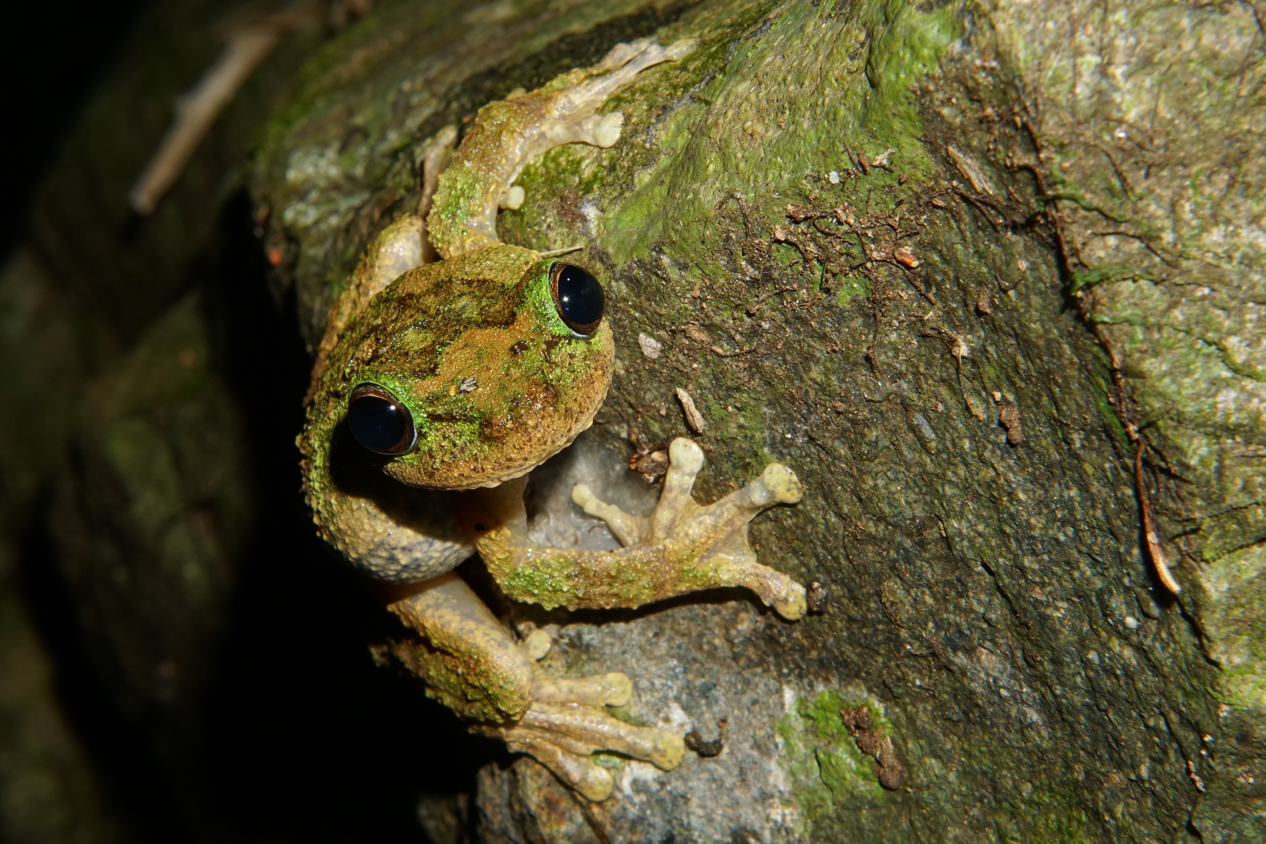 Study provides new clues to killer frog disease - JCU Australia