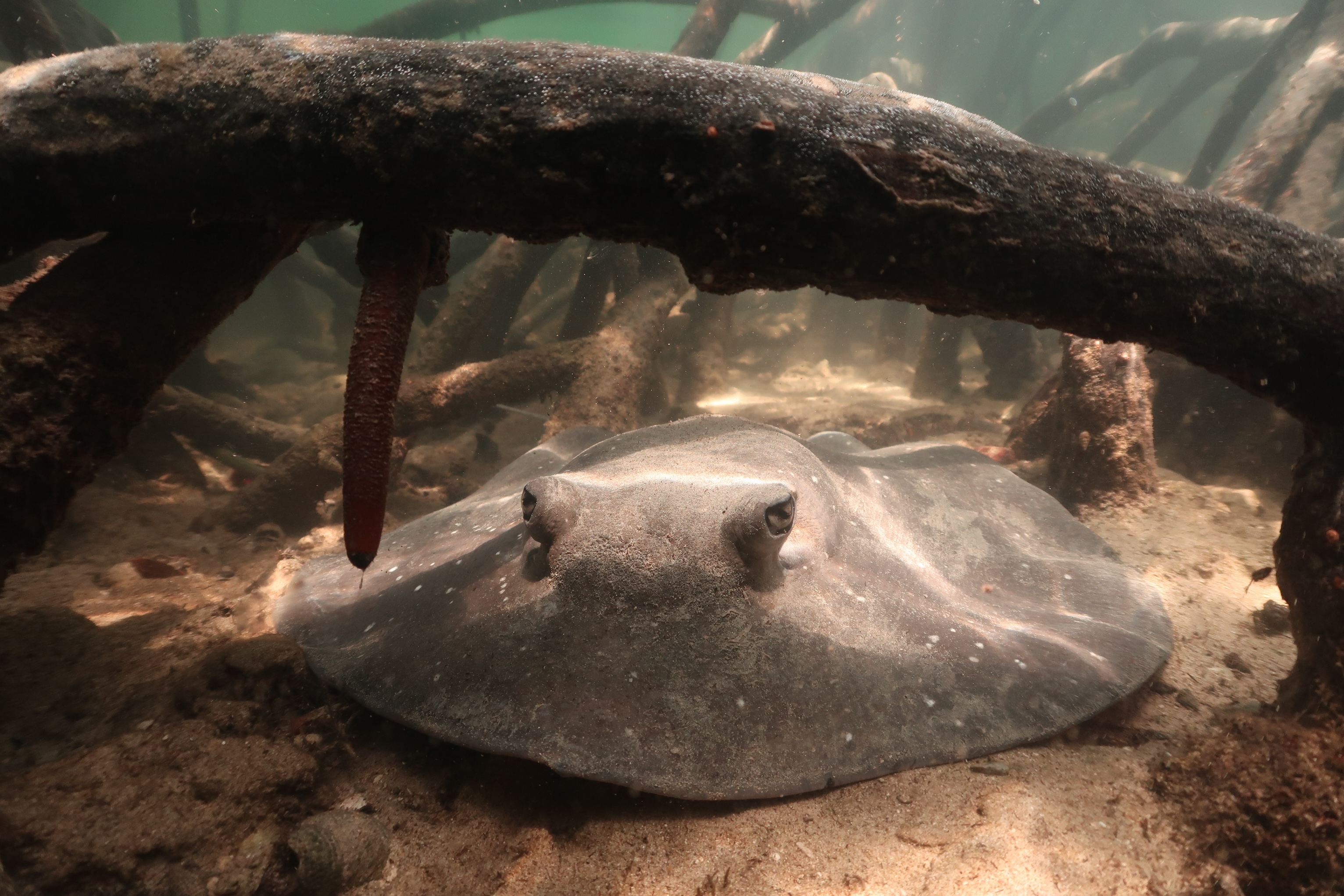 ‘Sauna’ sanctuaries at risk for stingrays - JCU Australia