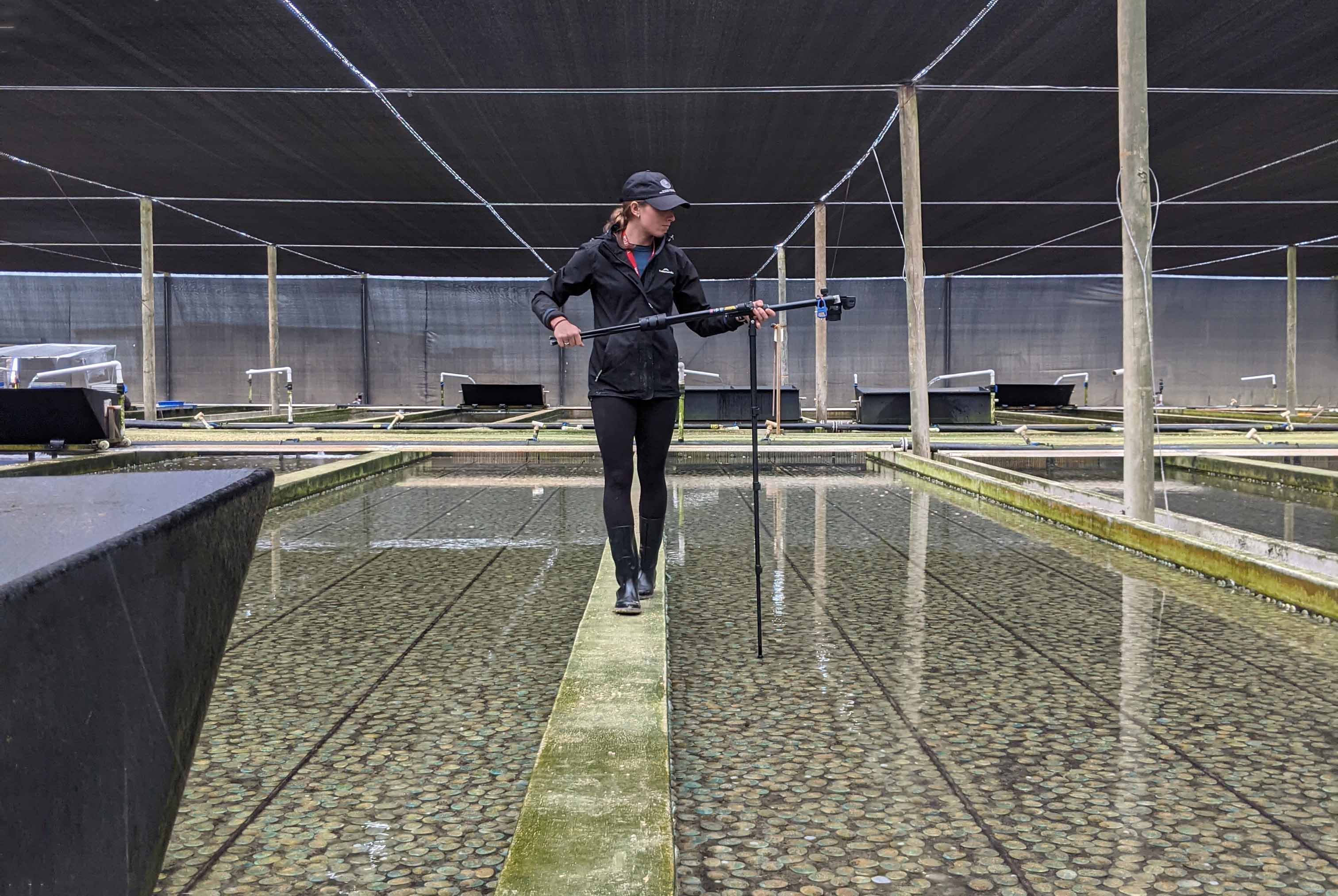 The future of abalone farming - JCU Australia