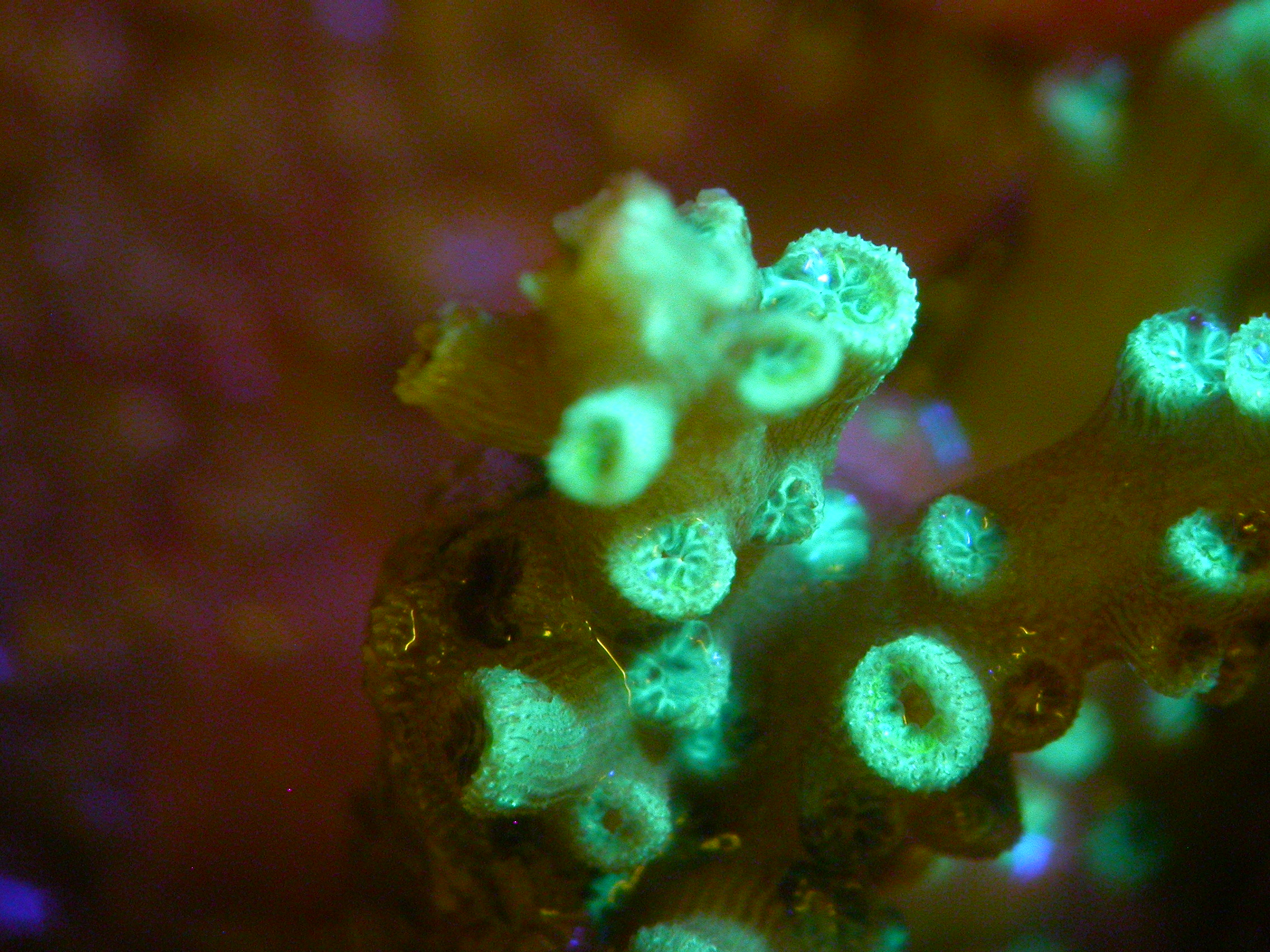 Corals light up to attract good company - Jan 2019 - JCU Australia