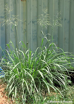 Discover Nature at JCU - Megathyrsus maximus - JCU Australia