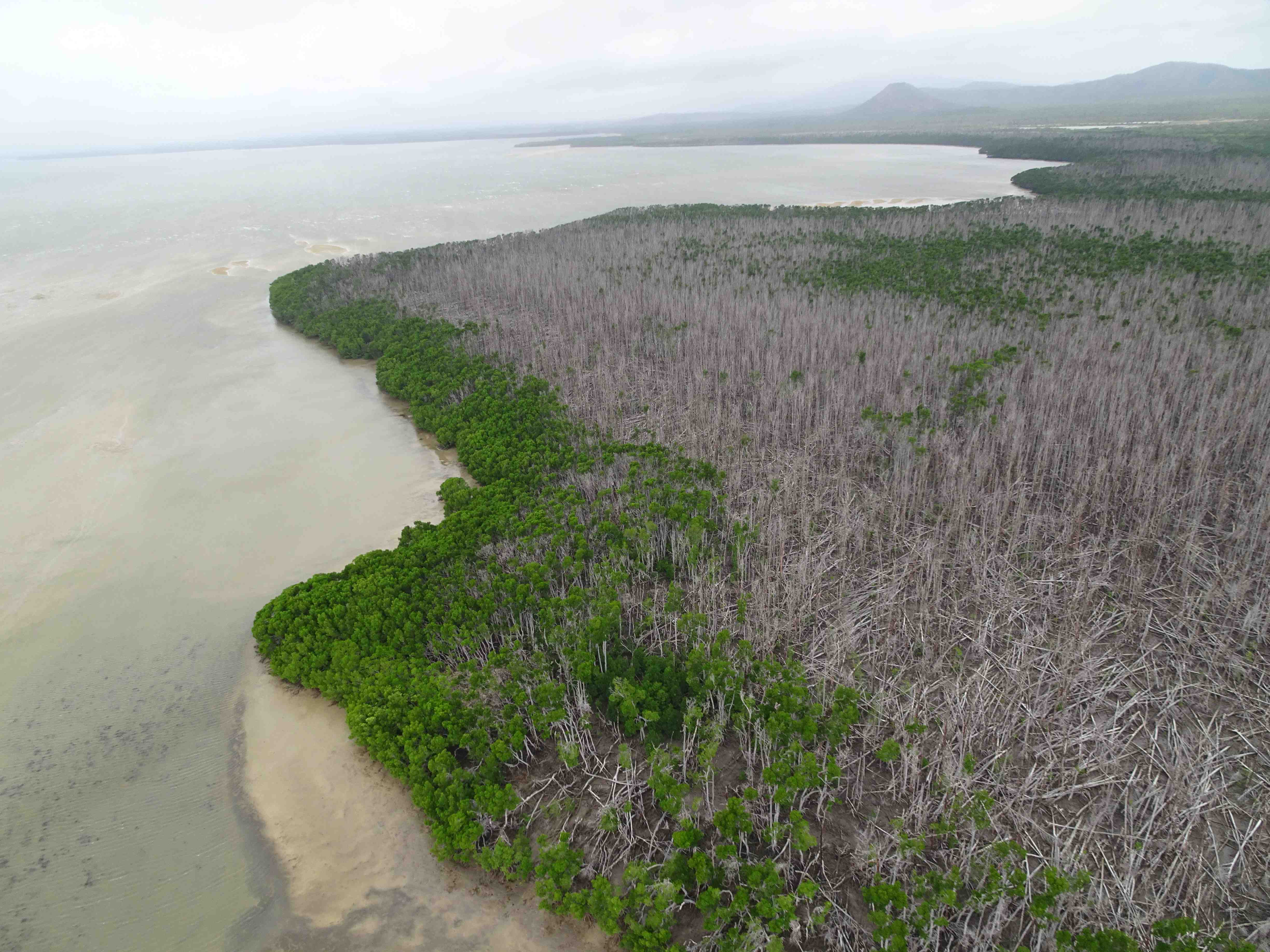 Mangroves mega-map: scientists survey FNQ coastline - May 2018 - JCU ...