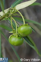 Discover Nature at JCU - Cascabela thevetia - JCU Australia