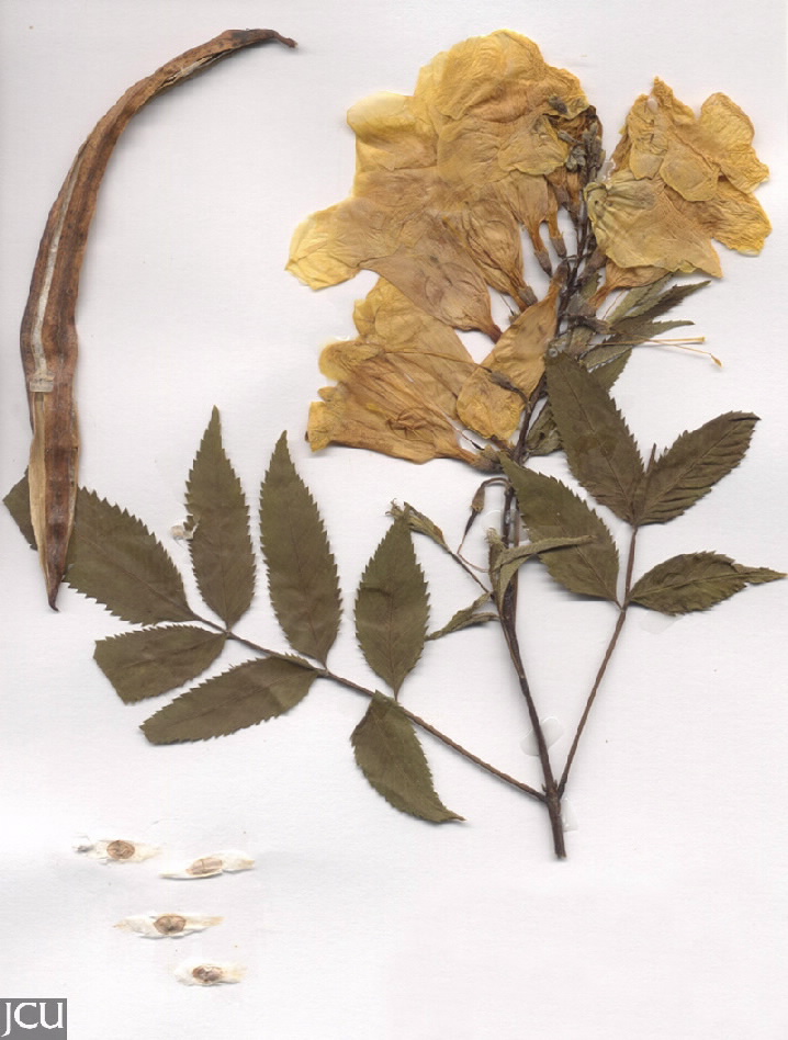 Discover Nature at JCU - Tecoma stans - JCU Australia