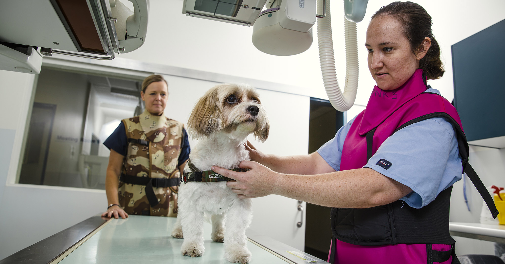 Study a Bachelor of Veterinary Science (Honours) - JCU Australia