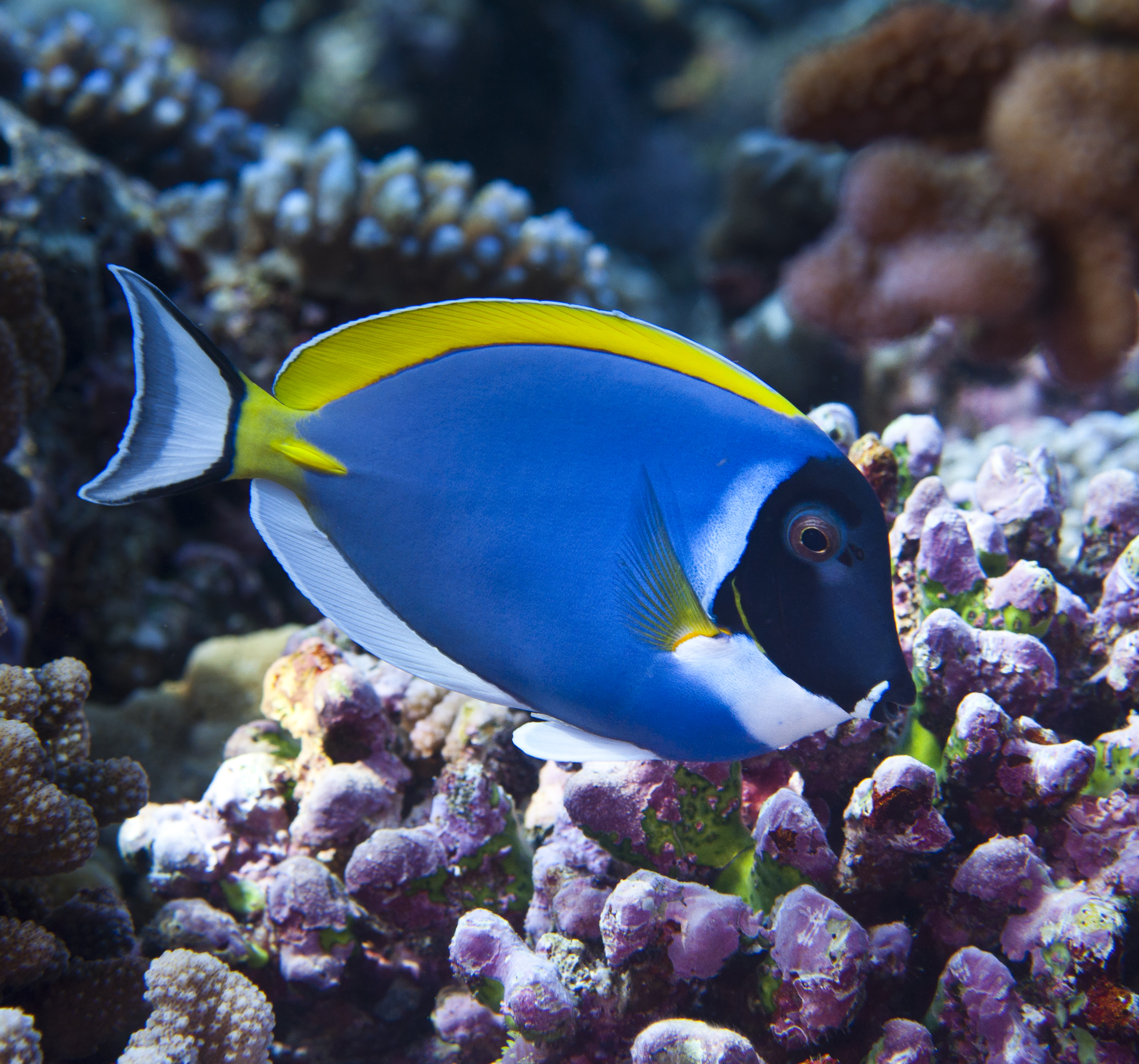 ‘Twilight zone’ fish swim silently with forked ta - Jan 2016 - JCU ...