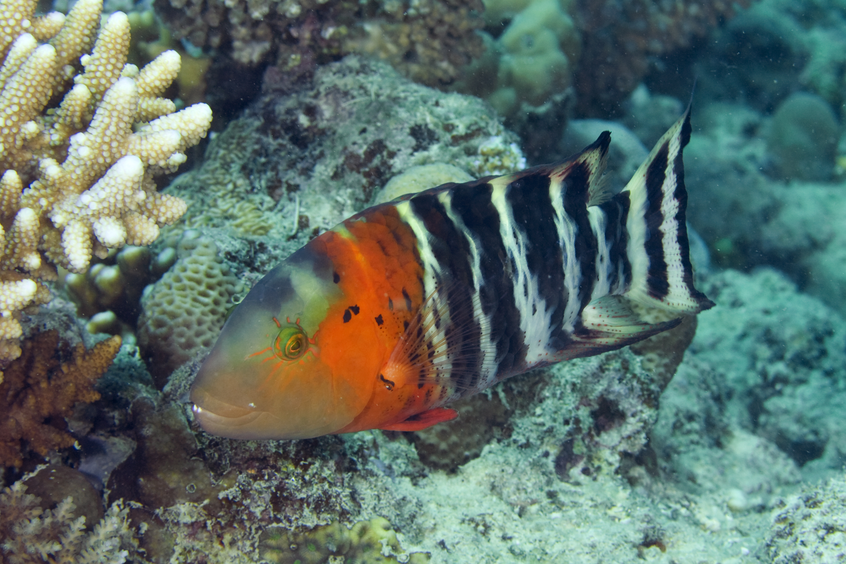 Tough times for the tree of life on coral reefs - Jan 2016 - JCU Australia