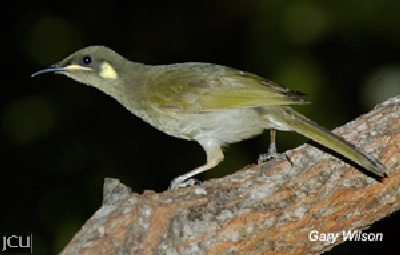 Discover Nature at JCU - Meliphaga notata - JCU Australia