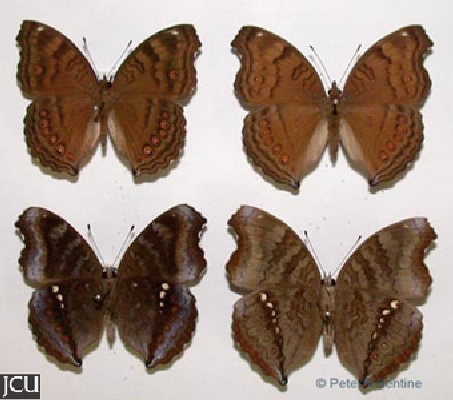Junonia hedonia - JCU Australia