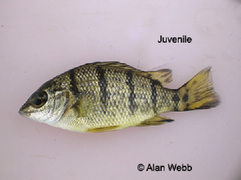 Discover Nature at JCU - Amniataba percoides - JCU Australia