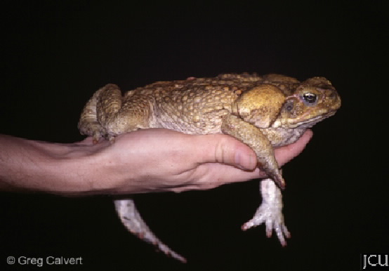 Discover Nature at JCU - Rhinella marina (syn. Bufo, syn. Chaunus ...