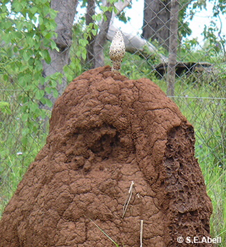 Discover Nature at JCU - Podaxis beringamensis - JCU Australia