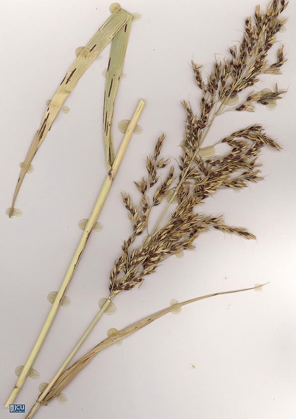 Discover Nature at JCU - Sorghum x almum - JCU Australia