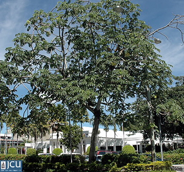 Discover Nature at JCU - Cecropia peltata - JCU Australia