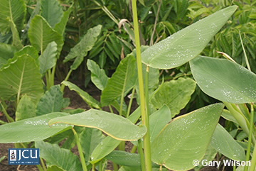 Discover Nature at JCU - Thalia geniculata - JCU Australia