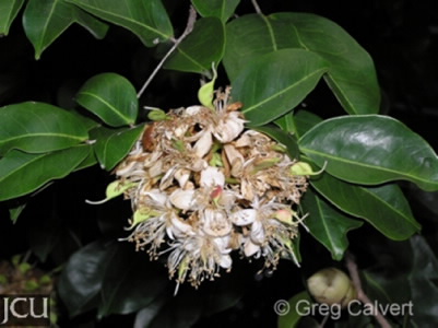 Discover Nature at JCU - Maniltoa lenticellata - JCU Australia
