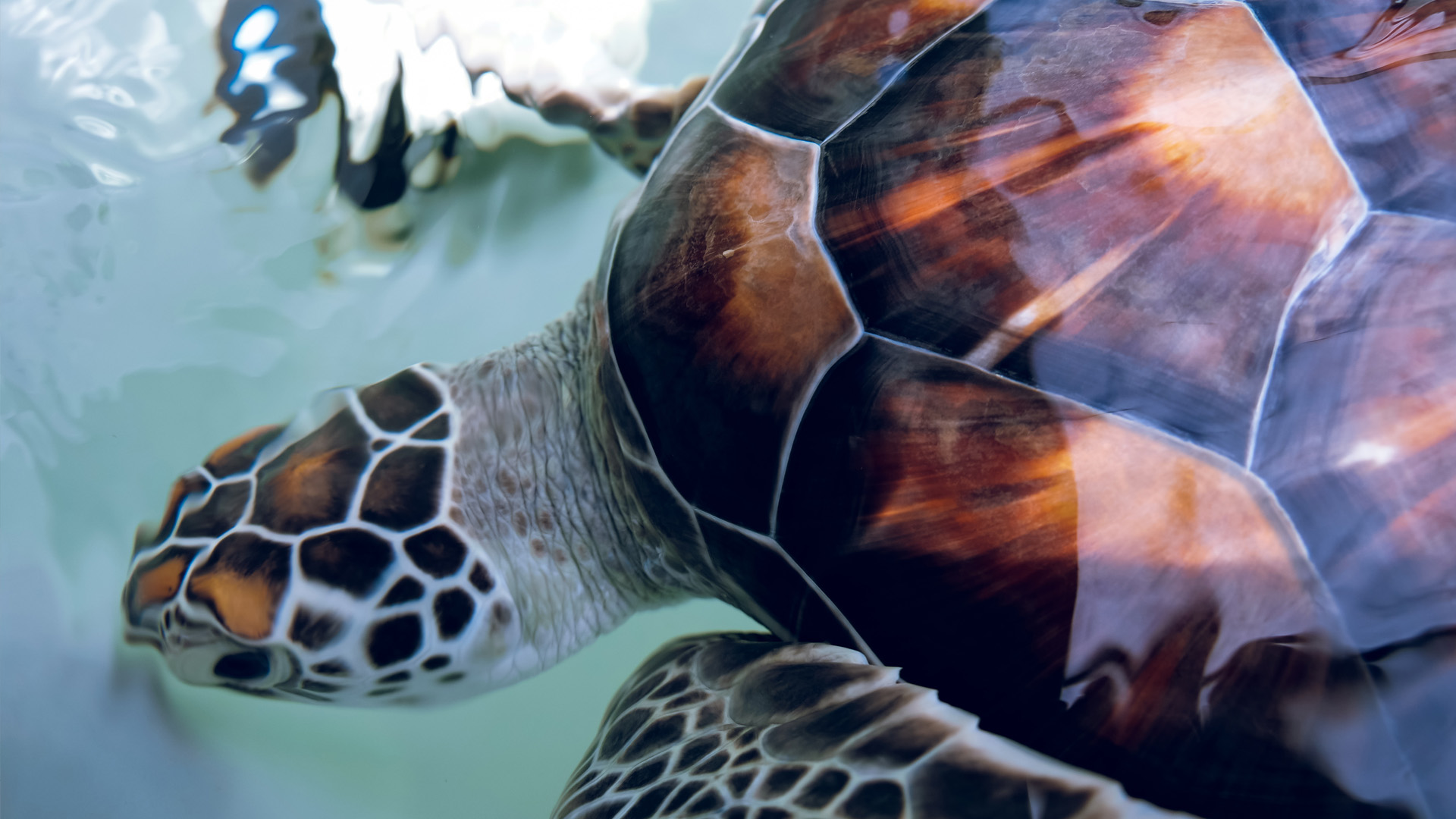 Fascinated by fauna - JCU Australia