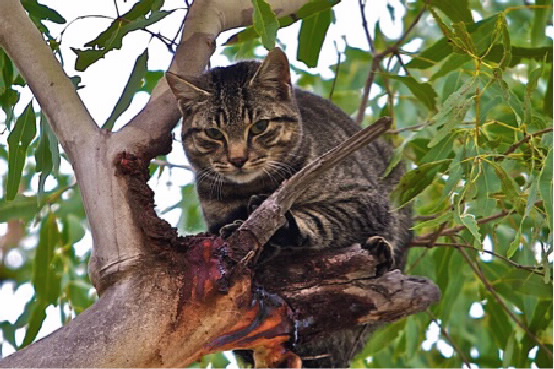 When the dingoes are away, the cats can play - Sep 2015 - JCU Australia
