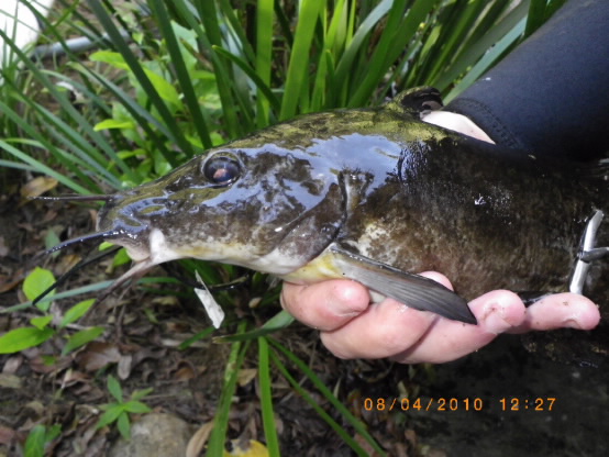 New catfish species ‘hooked’ in North Qld - Sep 2015 - JCU Australia