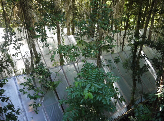 Huge rainforest experiment underway - Sep 2015 - JCU Australia