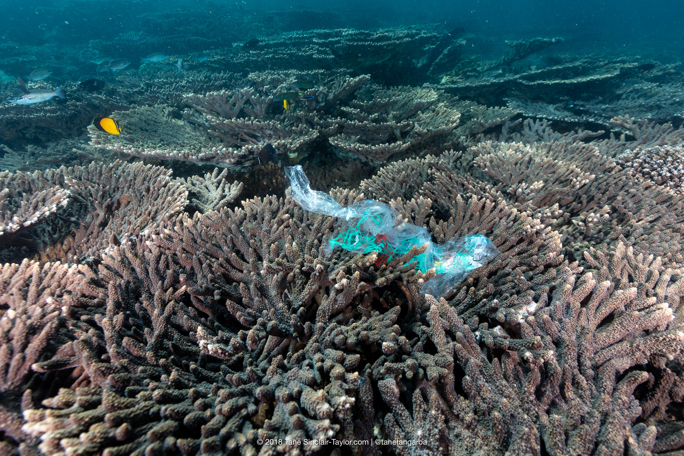Plastics linked to disease in coral - Jan 2018 - JCU Australia