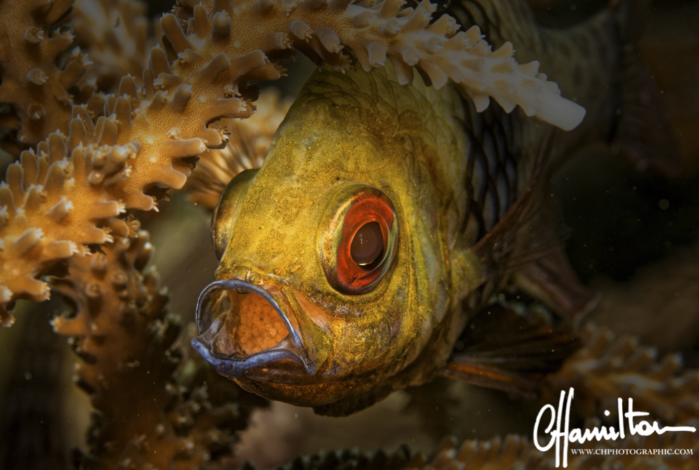 Cardinal fish caught sneaking a bit on the side - Jun 2019 - JCU Australia