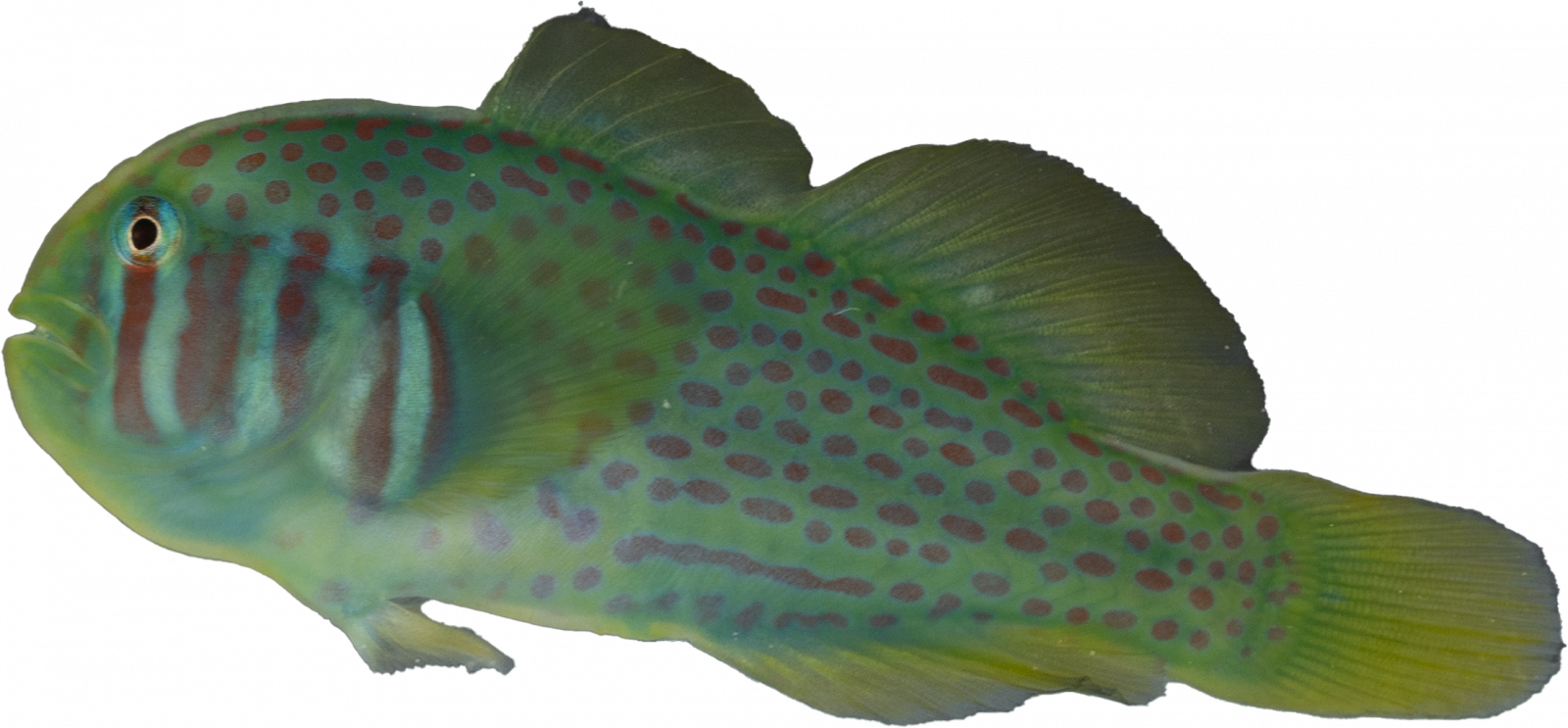 Reef fishes are changing - JCU Australia