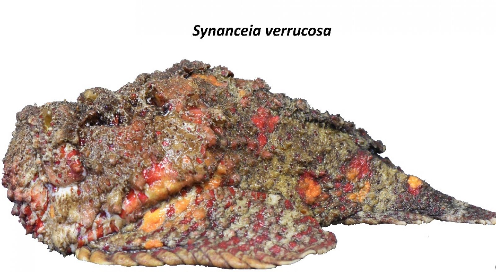 Stonefish Venom Discovery JCU Australia
