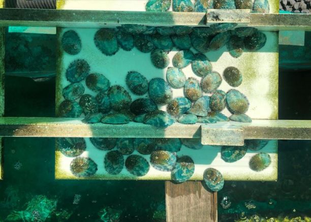 The future of abalone farming - JCU Australia